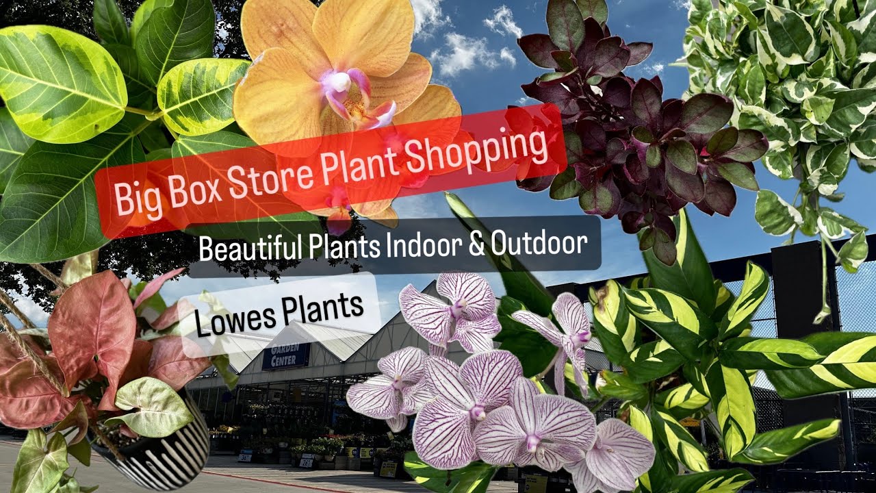 Big Box Store Plant Shopping Lowe's Houseplants Indoor and Outdoor Easy ...