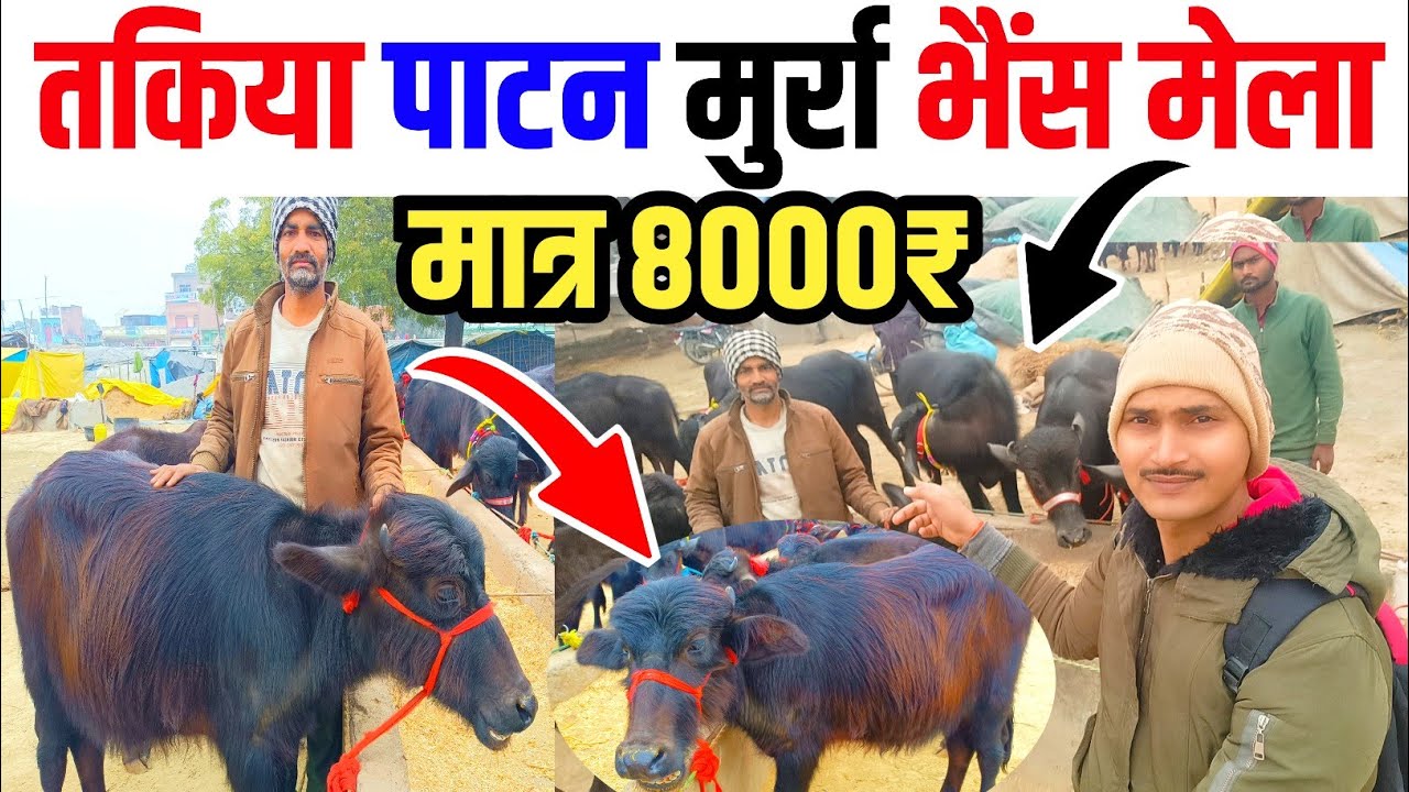 Takiya Patan Murra Bhains Mela 2024|Murra Bhains Mela|Bhains Mela ...