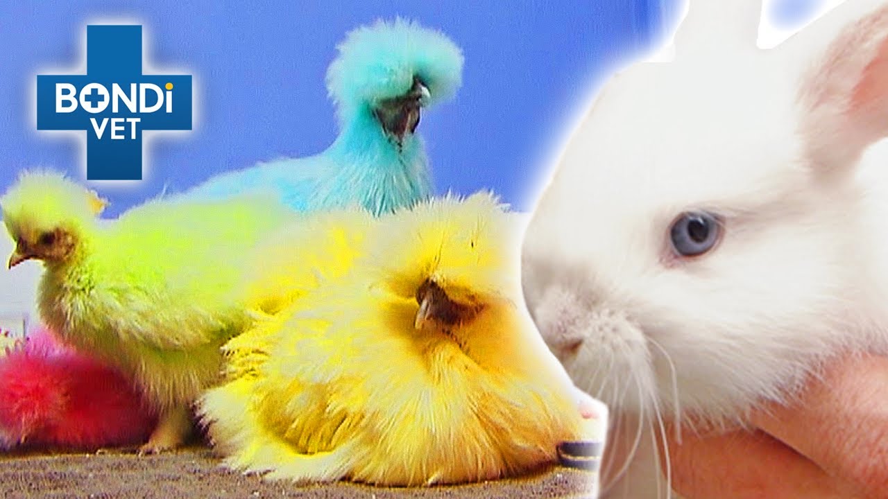 Easter Animal Egg-stravaganza! 🥚🐰 | Bondi Vet Compilation | Bondi Vet ...