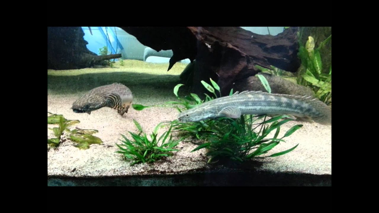 Polypterus Tank - YouTube