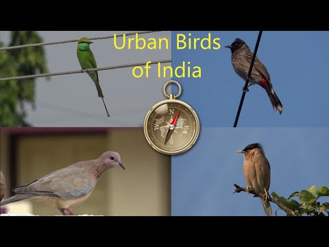 Common Urban Birds in India