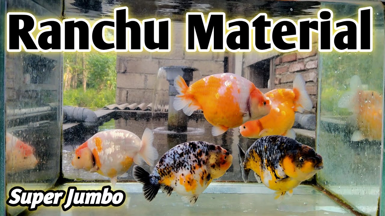Ikan Maskoki Ranchu, Bahan dan Calon Maskoki Ranchu Super Jumbo - YouTube