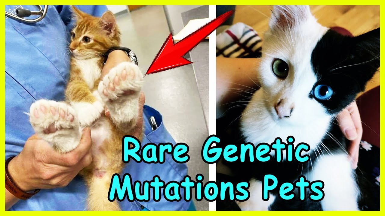 30 Of The Most Rare Genetic Mutations Ever Spotted On Pets - YouTube