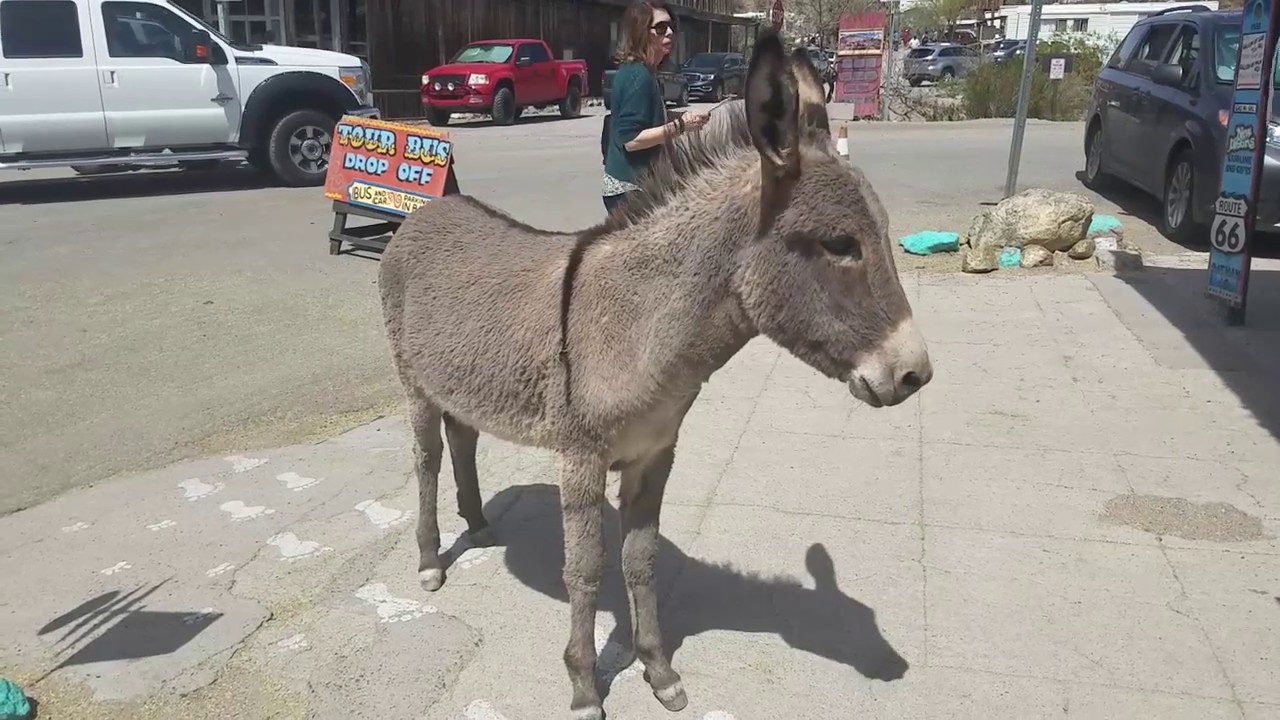The Wild Burros of Oatman - FULL VIDEO TOUR (Oatman, Arizona) - YouTube