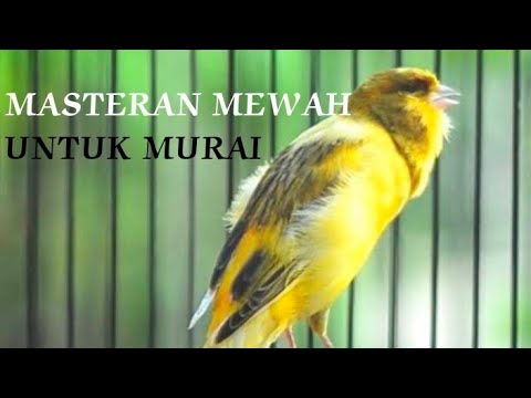 KENARI MASTERAN MURAI DENGAN JEDA - YouTube