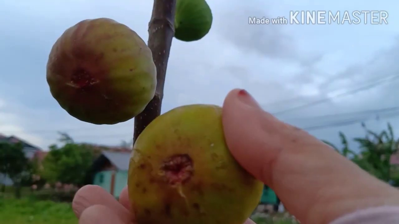 #Buah Ara #Fig Fruit #Tin Osborne Prolific - YouTube