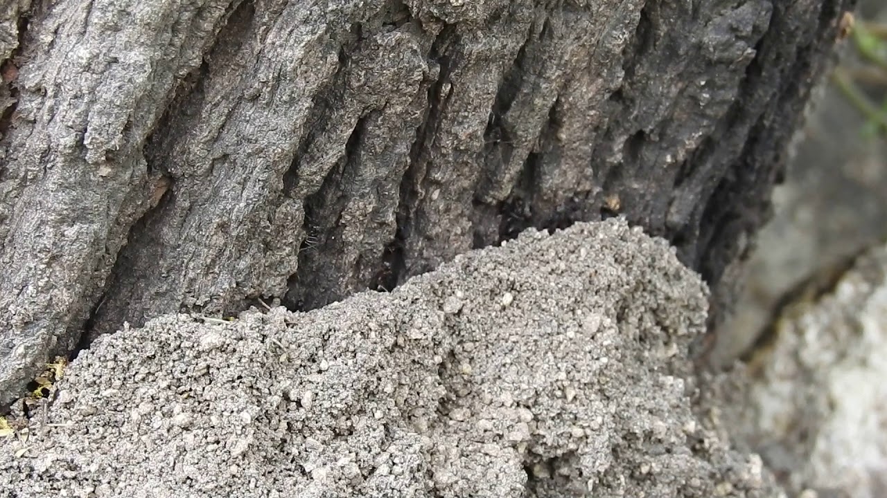 Beetle hunting Ants at their colony soil mound. Anthia sexguttata - YouTube