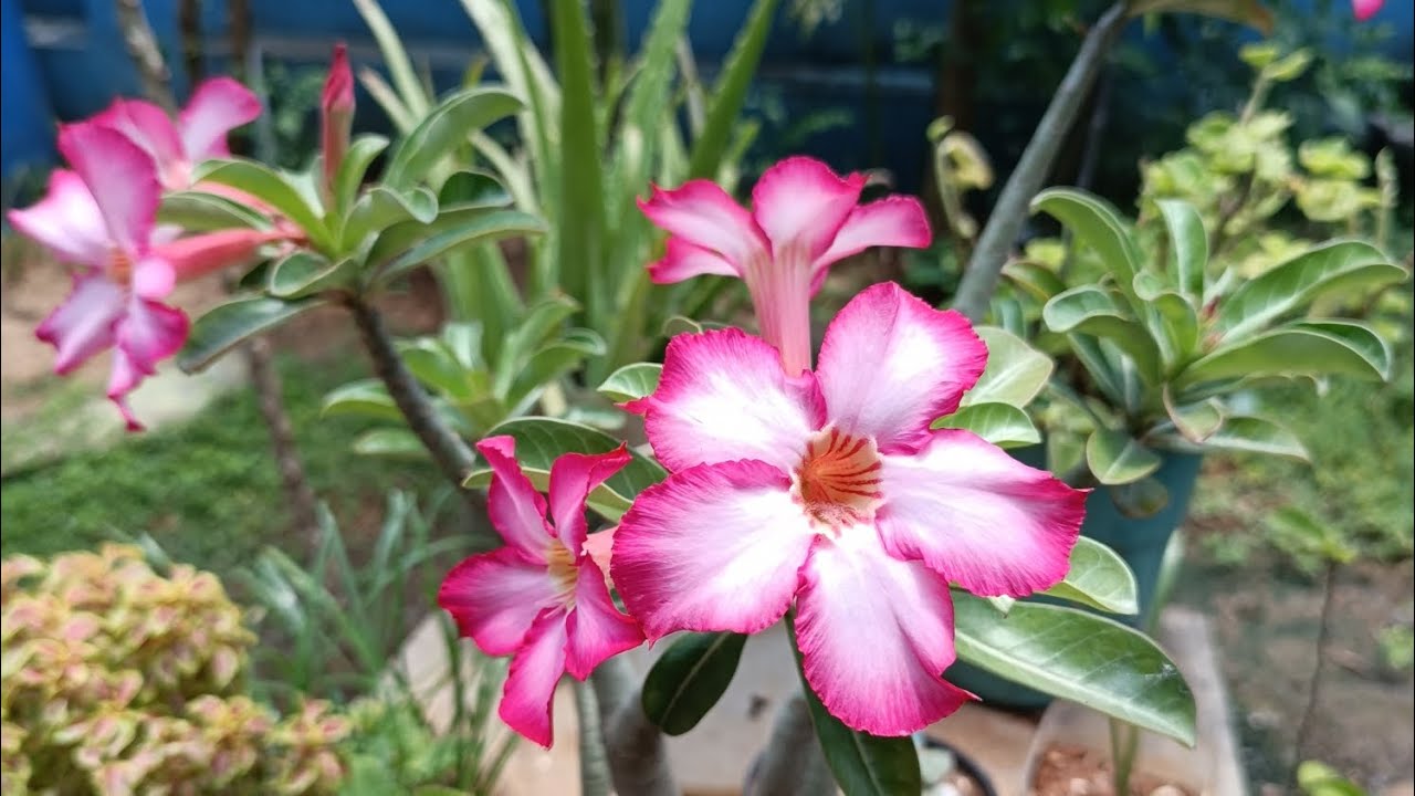 Adenium at it's full bloom - YouTube