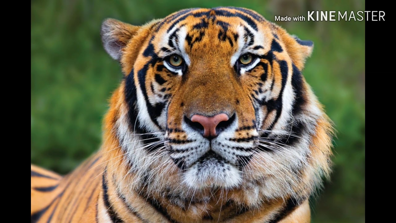 Shes a tiger - YouTube