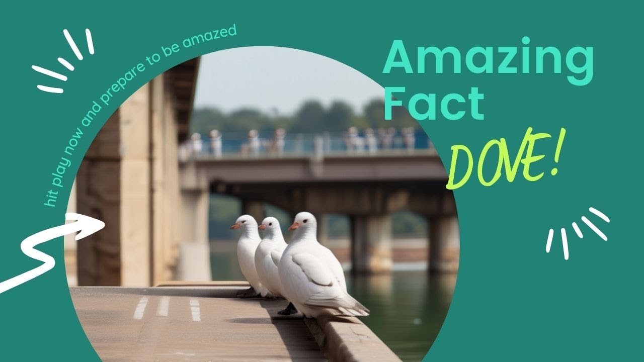 Fun Facts About Doves: Discover the Magic in One Minute - YouTube