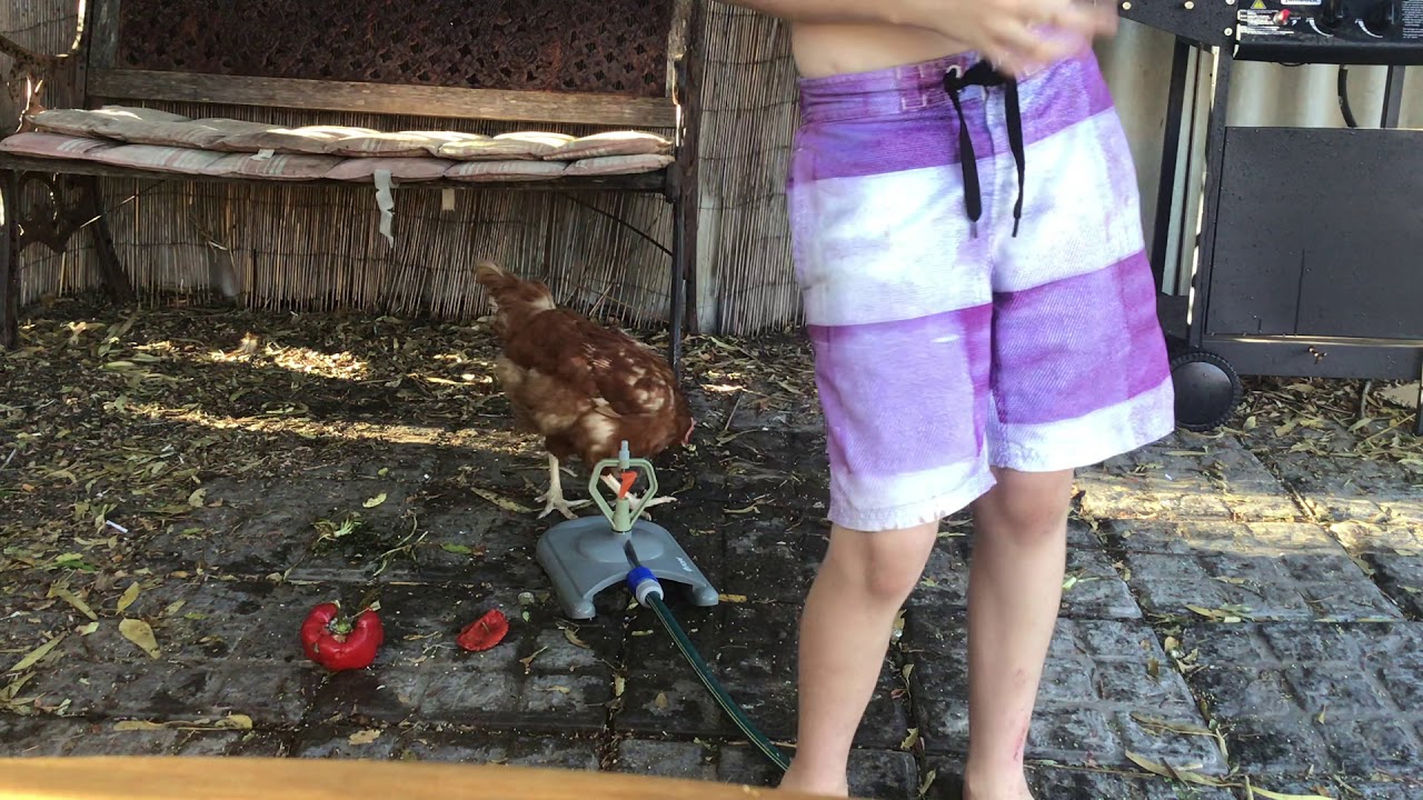 Funny chook fails - YouTube