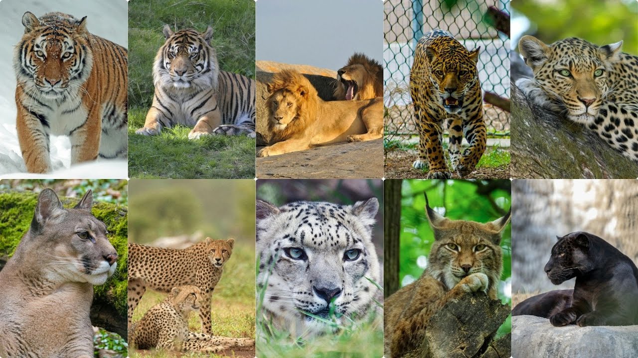 Roaring Giants: Exploring the World of Earth's Largest Cats - YouTube