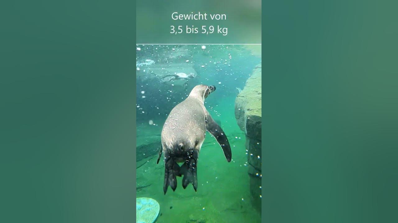 Humboldt Pinguin Verbraucht Umgerechnet 1 Liter Benzin Auf 1500 humboldt-pinguin-verbraucht-umgerechnet-1-liter-benzin-auf-1500