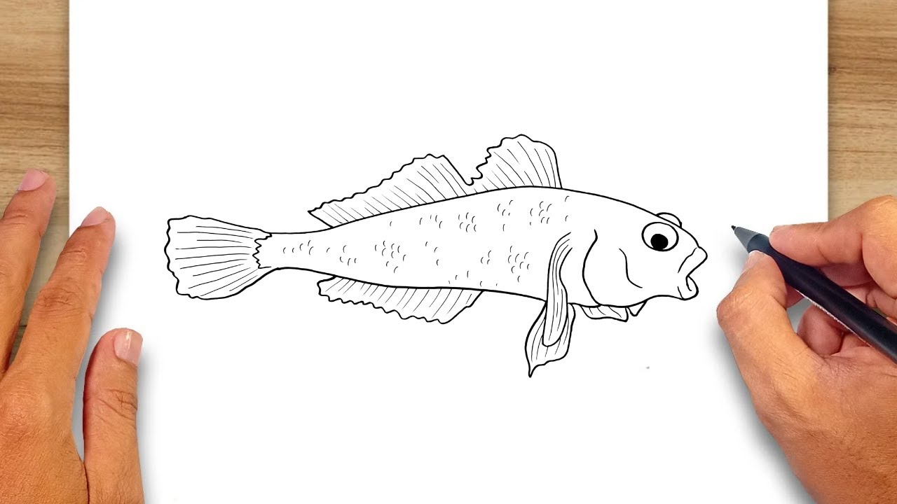 How to draw Goby Fish - YouTube