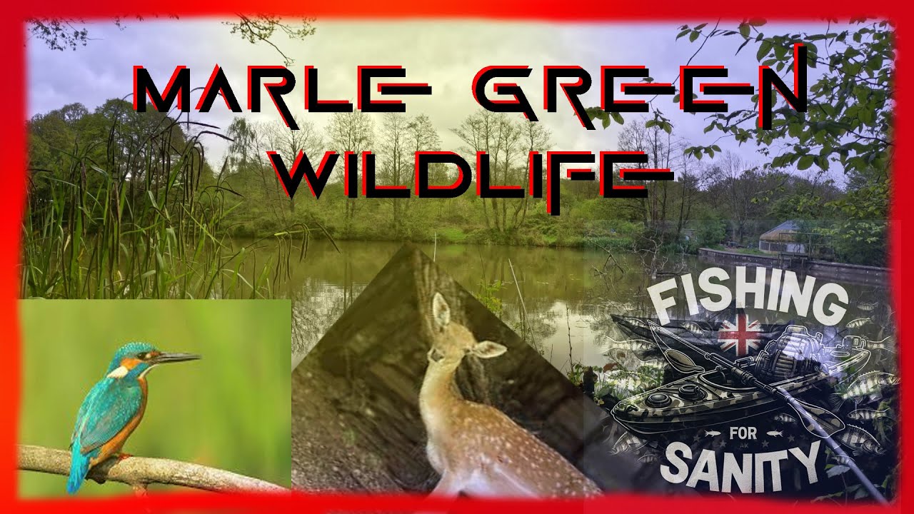 Marle green wildlife 😮🌳💚 - YouTube