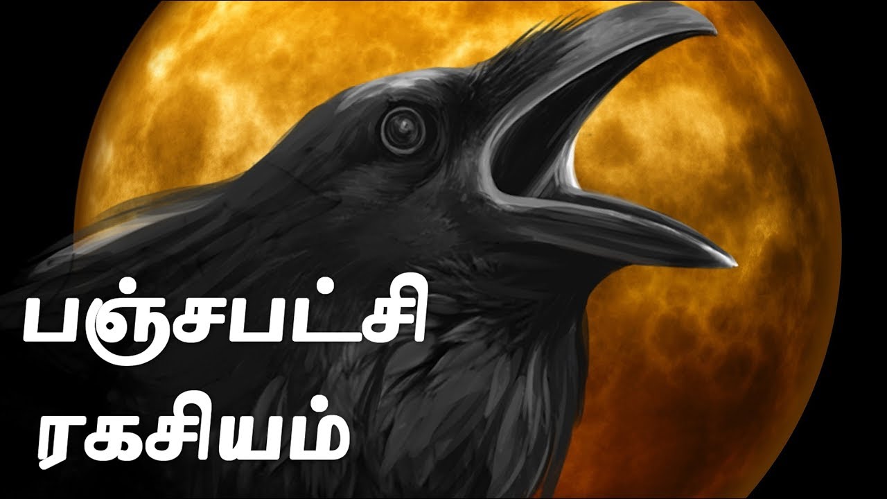 Pancha Patchi whatsapp class Review | பஞ்ச பட்சி சாஸ்திரம் - YouTube