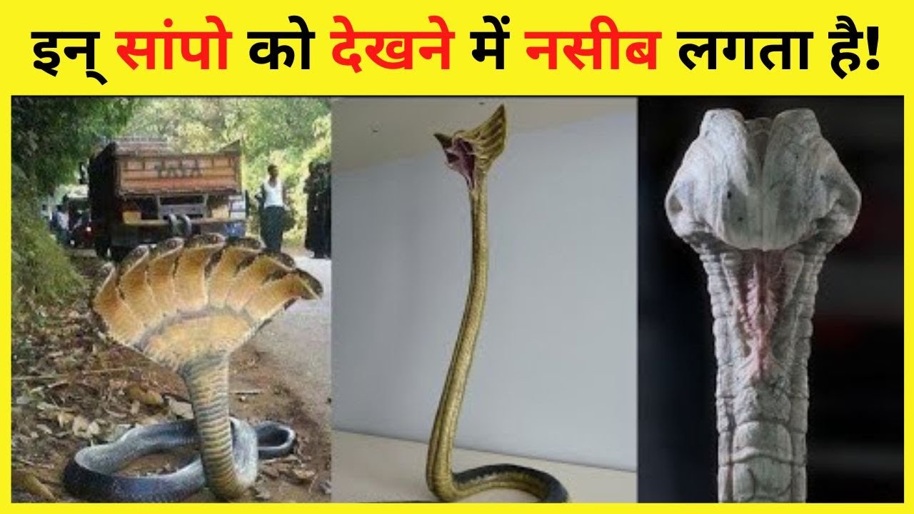 10 Rarest Snakes in the World, Double Head Snake,10 ऐसे सांप जिनको ...