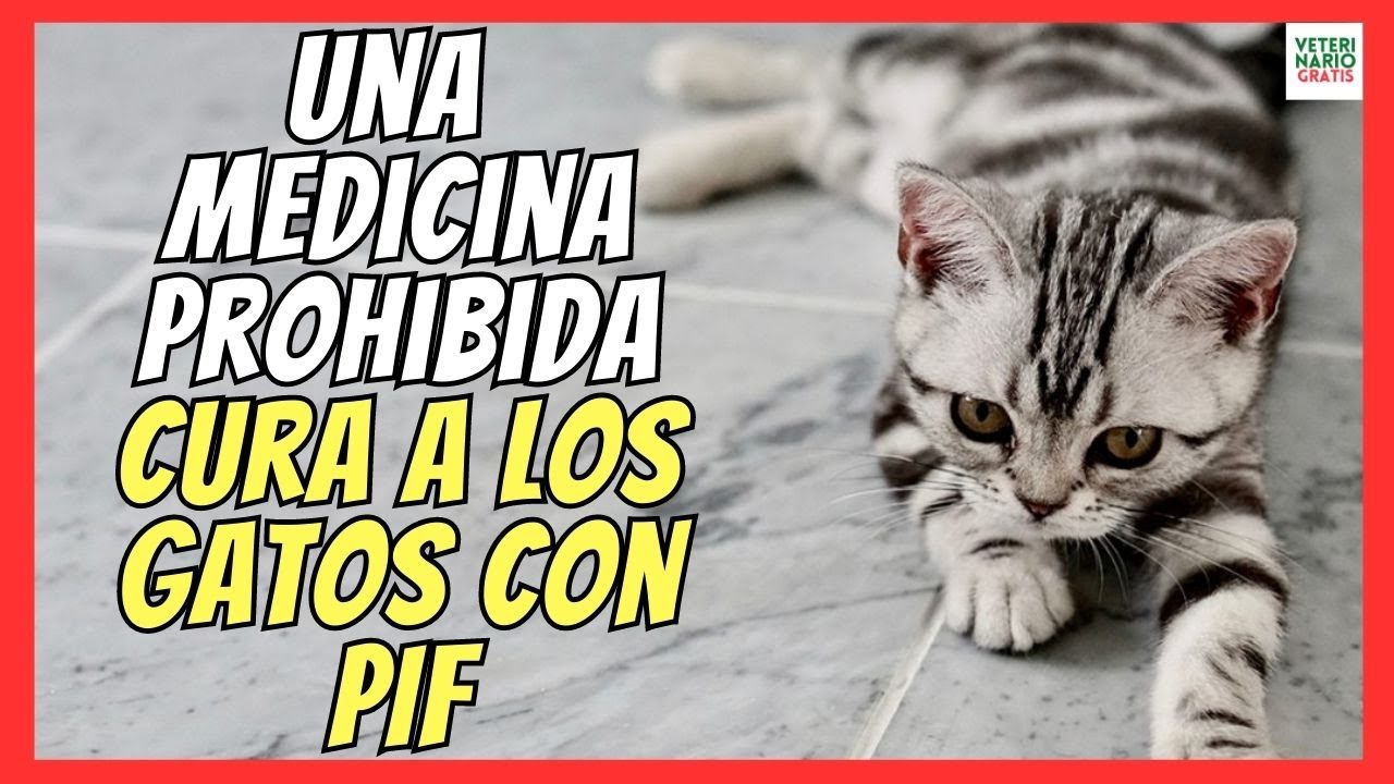 🆘 MEDICAMENTO ILEGAL CURA A MILLONES DE GATOS CON PIF 🆘 (Peritonitis ...