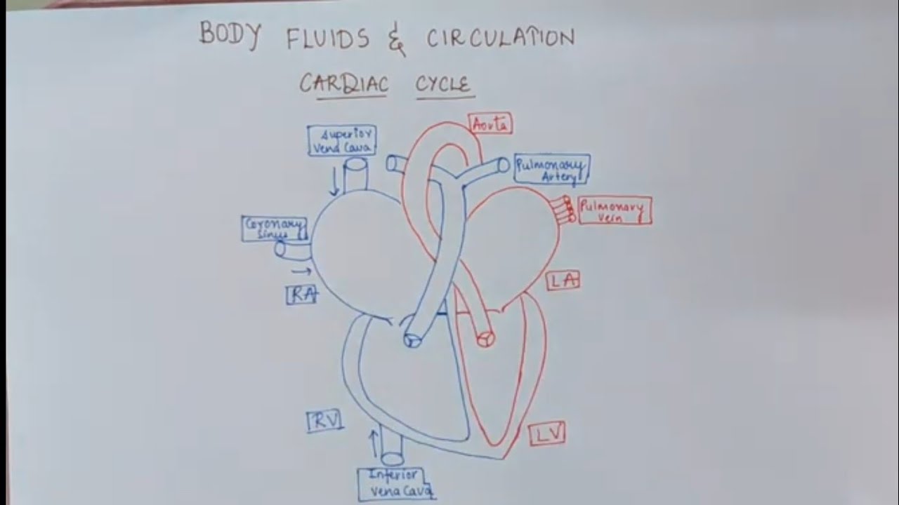 Cardiac Cycle | Body Fluids and Circulation |Neet | class 11 | Biology ...