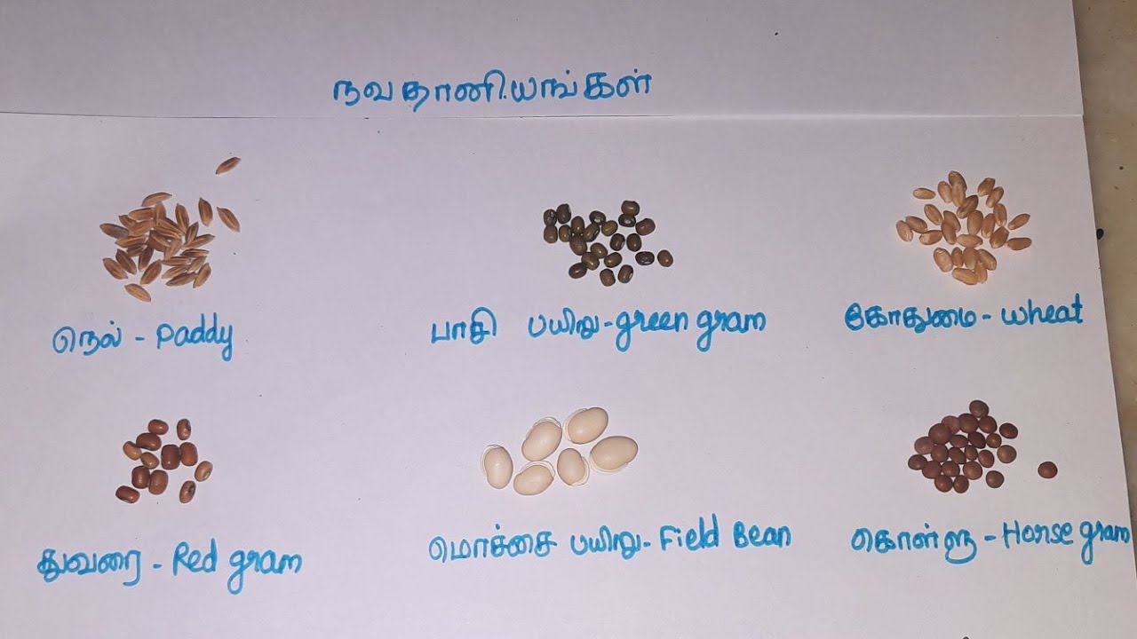 நவதானியங்கள் பெயர்கள் /Nine type of cereals நினைவில் வைத்து கொள்வது ...