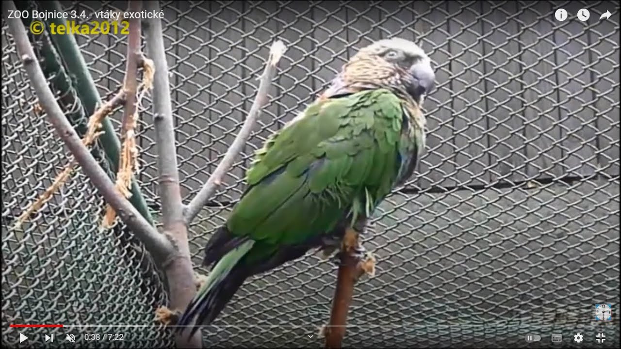 ZOO Bojnice 3.4.- vtáky exotické - YouTube