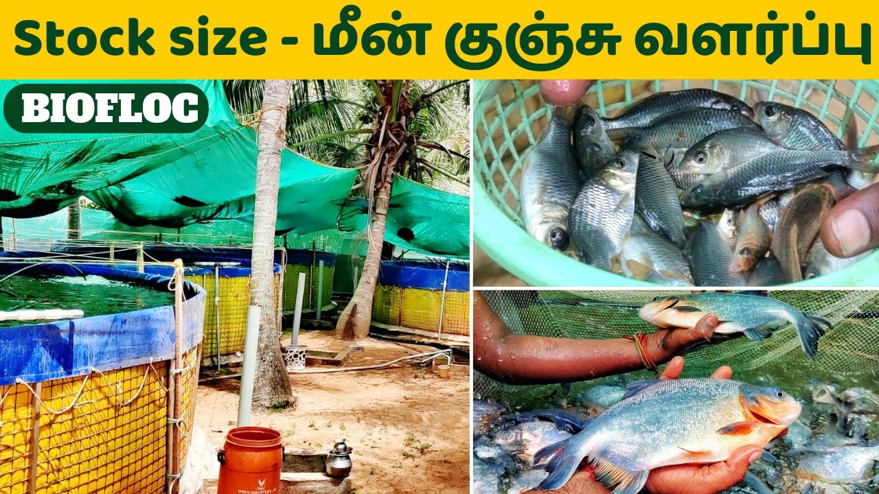 குறைந்த இடத்தில் STOCK SIZE கெண்டை மீன் குஞ்சு வளர்ப்பு | Successful ...