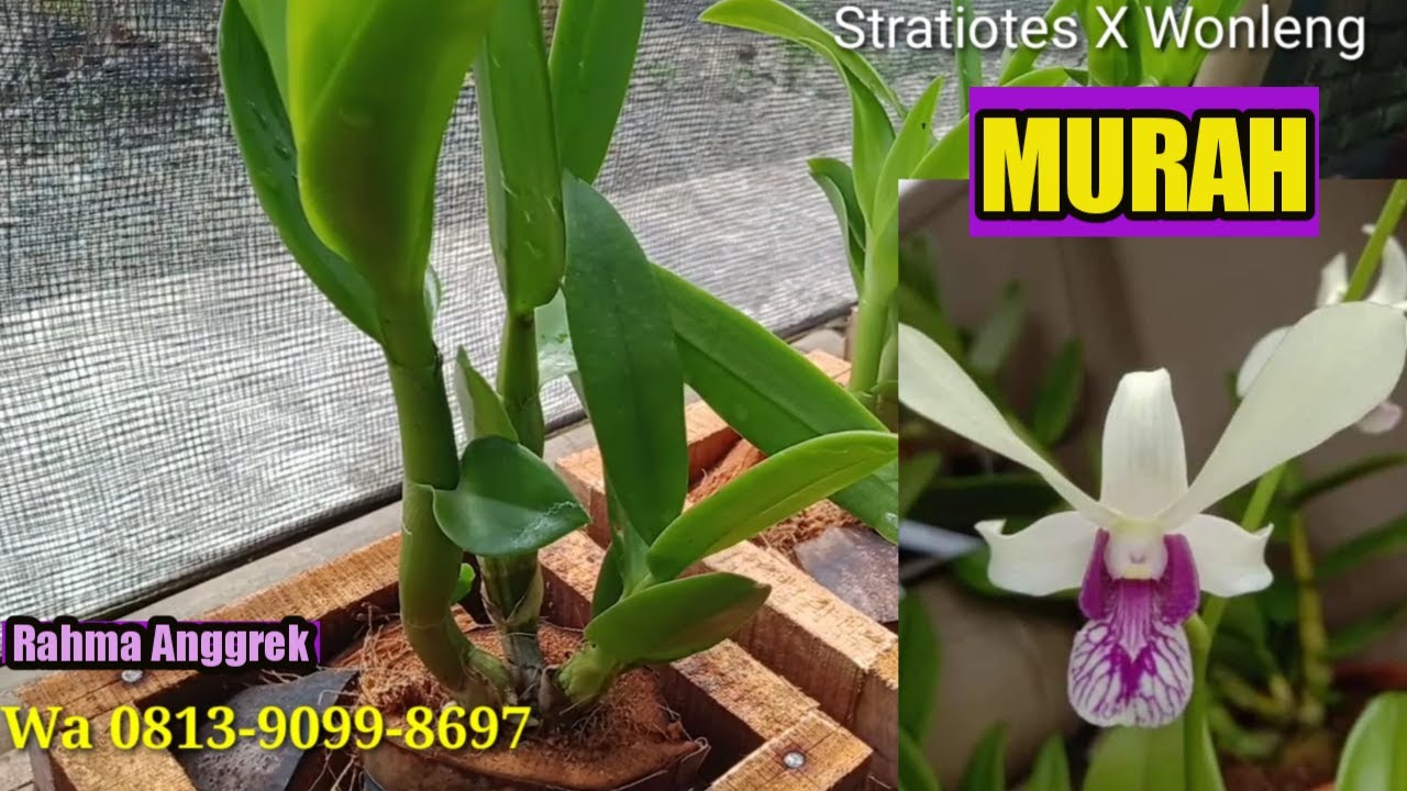 ANGGREK DENDROBIUM SILANGAN STRATIOTES DAN WONLENG, Dendrobium Bunga ...