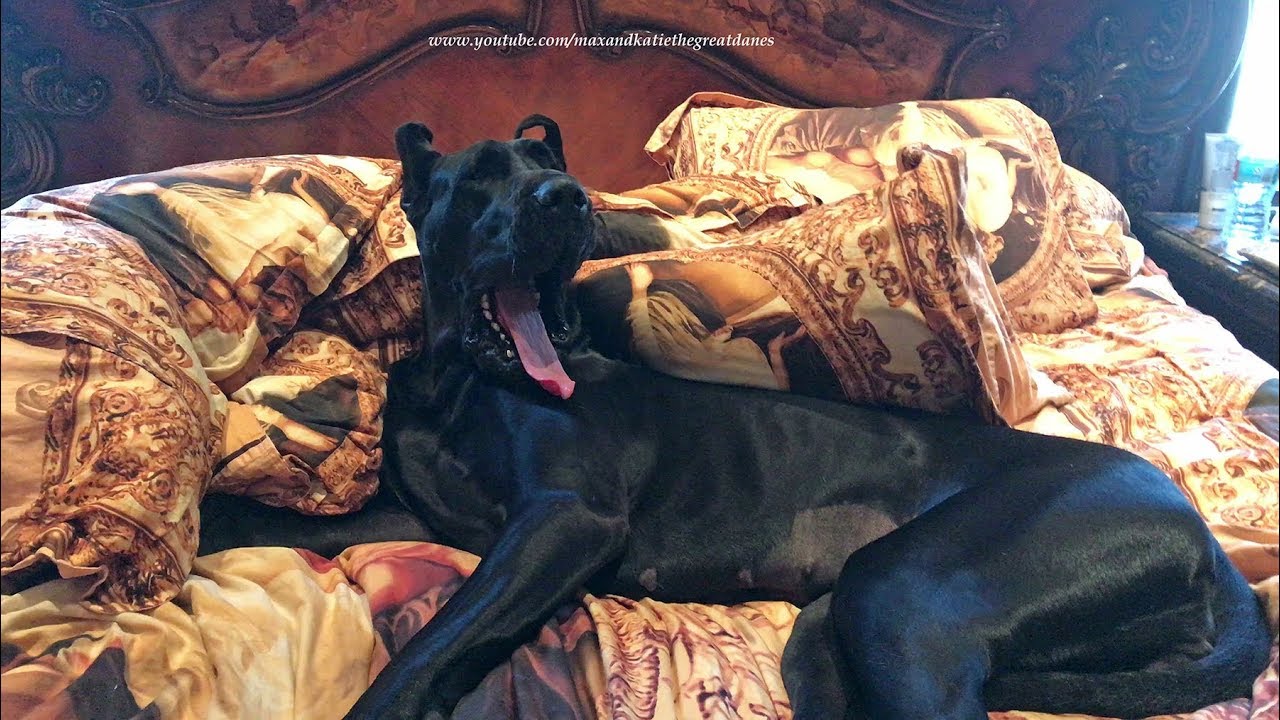 Happy Great Dane Loves to Cuddle up in Pillows - YouTube
