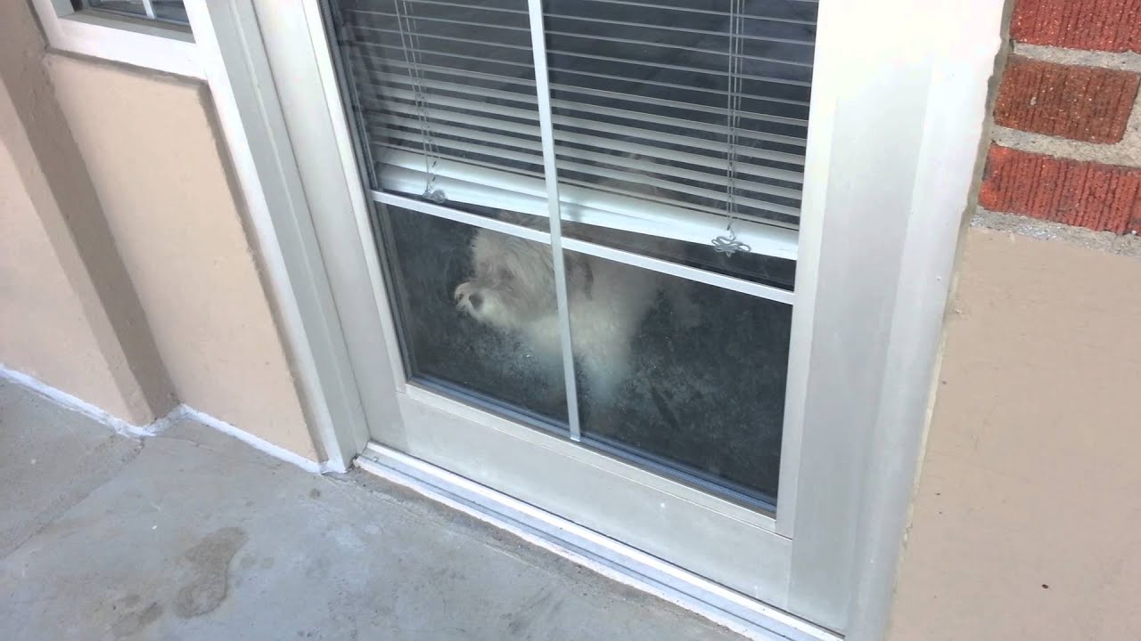 Dog Barking inside unit 18B.mp4 - YouTube