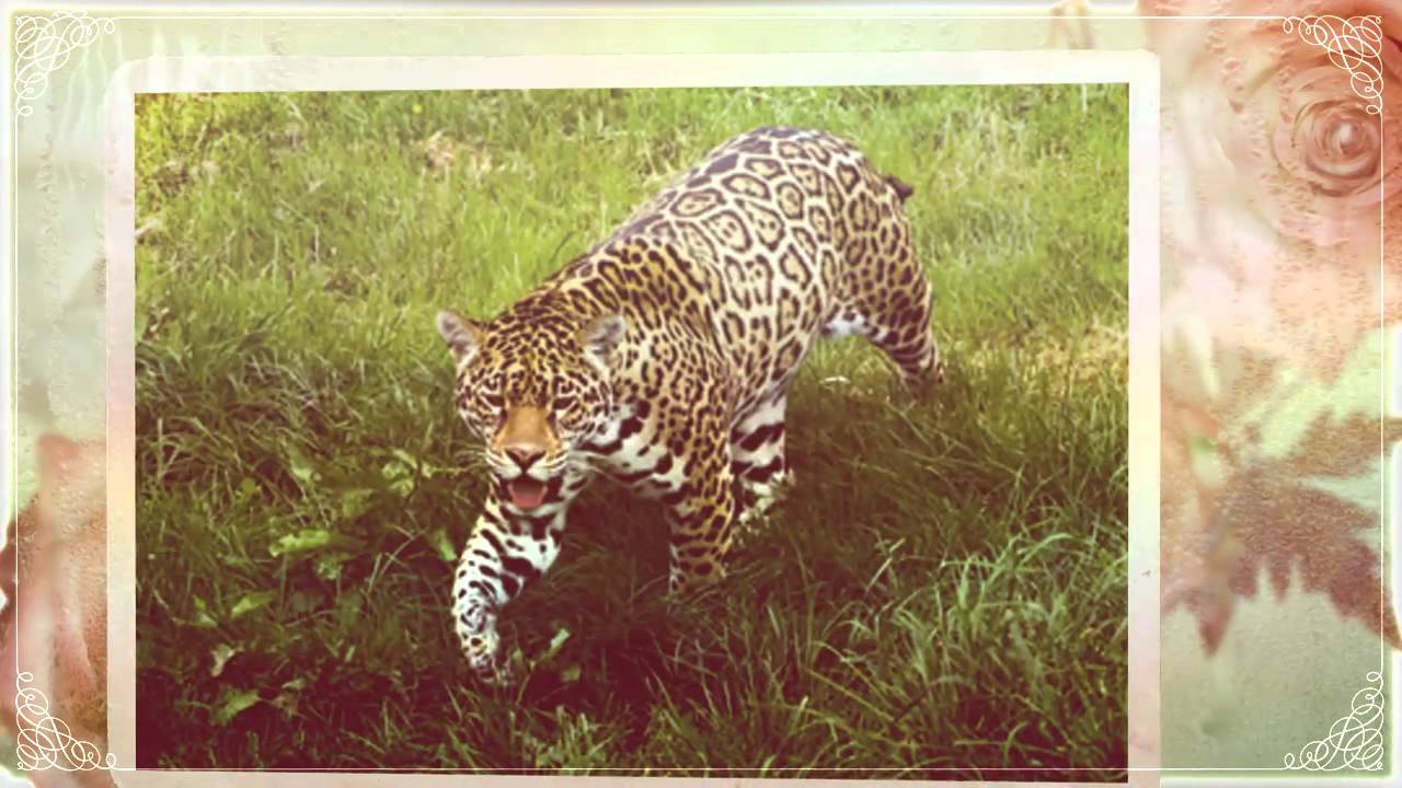 10 Facts About Big Cats - Big Cats For Kids -- Amazing Animal - YouTube