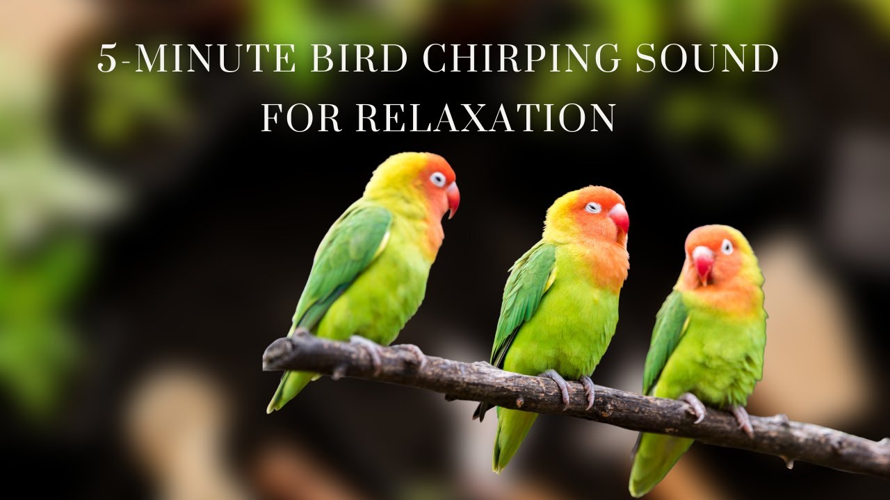 5-minute Bird chirping sounds to relax and calm the mind - YouTube
