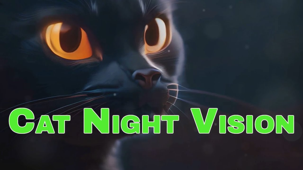 How Cats See the World: Night Vision and Fun Facts! - YouTube