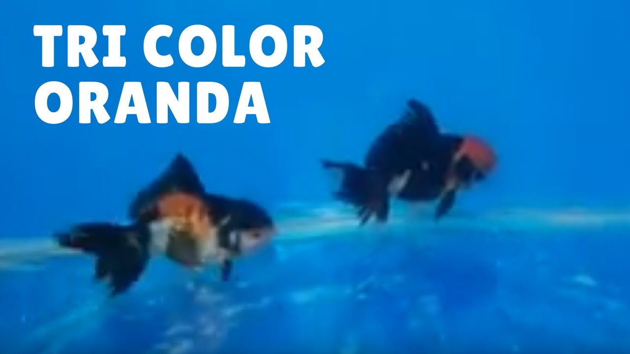 tri color oranda goldfish - YouTube
