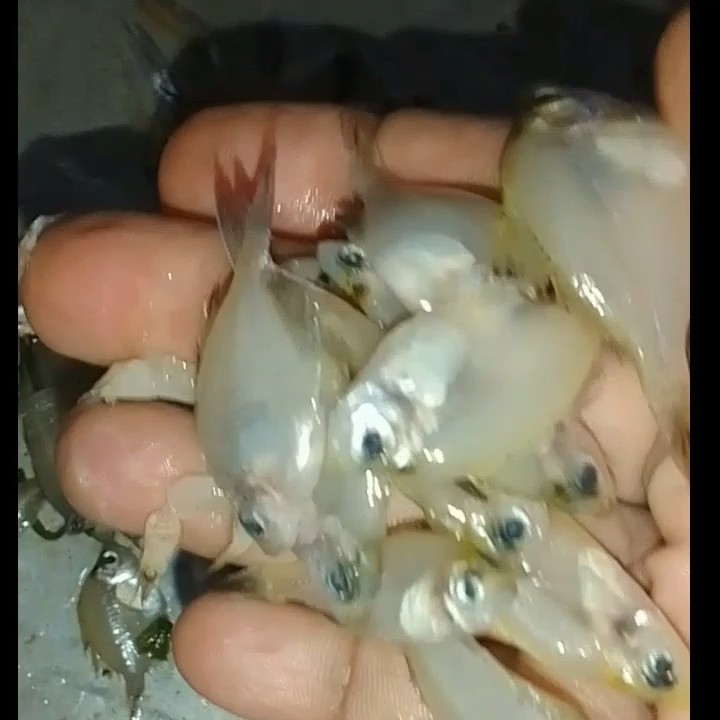 চান্দা মাছের ভর্তা👌 ছোট মাছের ভর্তা 🙏chanda fish vorta 🙏 small fish ...