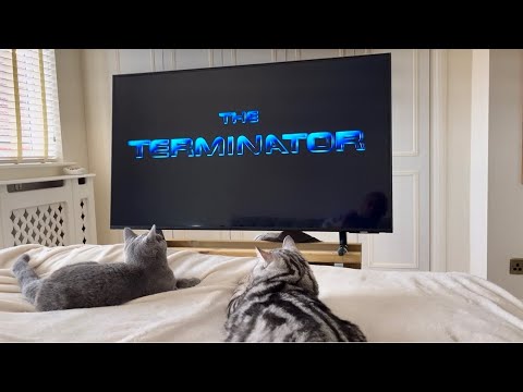 Cats watching The Terminator #pets #cats 