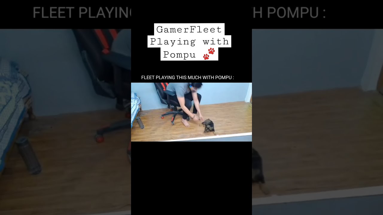 GamerFleet playing with Pompu 🤣 | #Shorts #GamerFleet #GamerFleetshorts ...