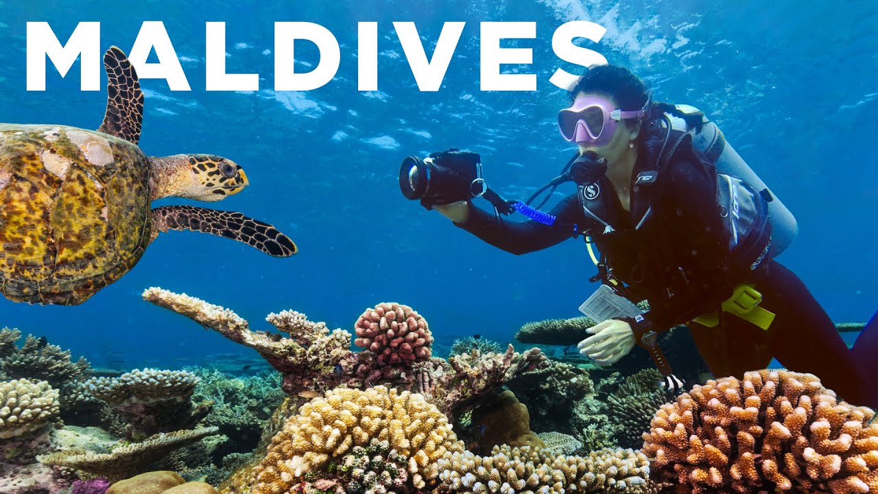 Scuba diving in the Maldives to Save Coral Reefs - YouTube
