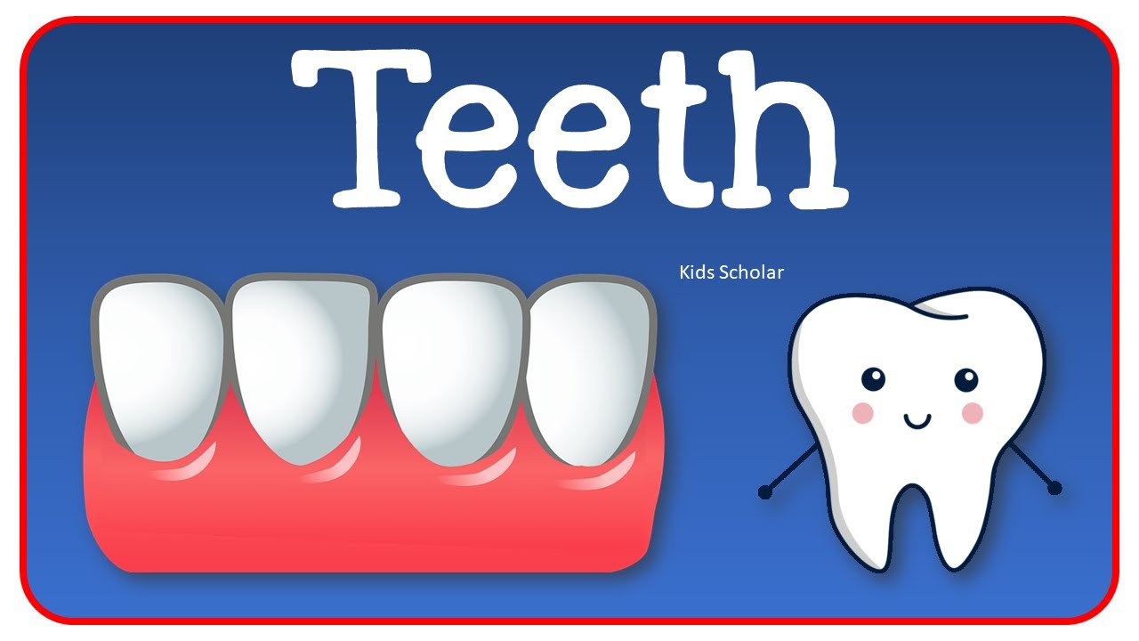 What is Teeth | Different Types of Teeth for kids | Learn all about ...
