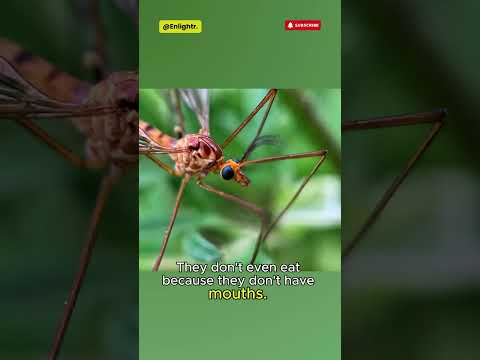 What Do Mayflies Eat Dragon Flies