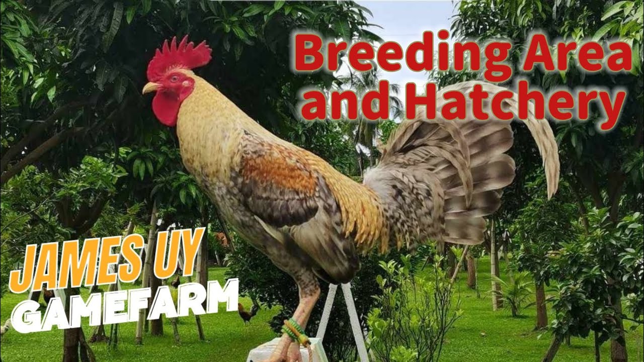 J.U GameFarm of James Uy | Tanauan City Batangas | Breeding Area And Hatchery | Champion Breeder ...