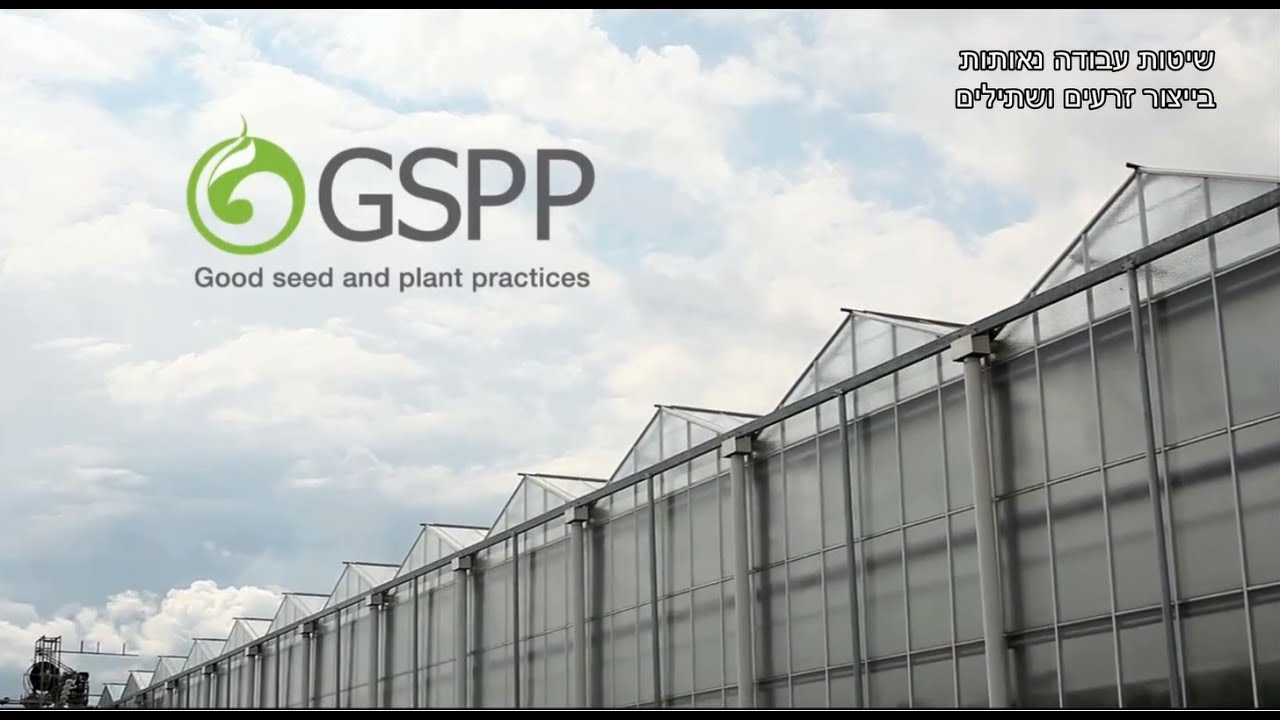 GSPP איכות זרעים בינלאומית בזרעי עגבנייה בזרעים גדרה - YouTube