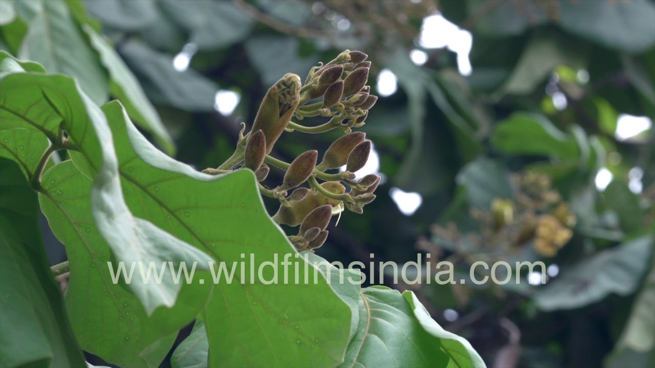 Leaves of this tree are used for making eco-friendly dinner plates ...