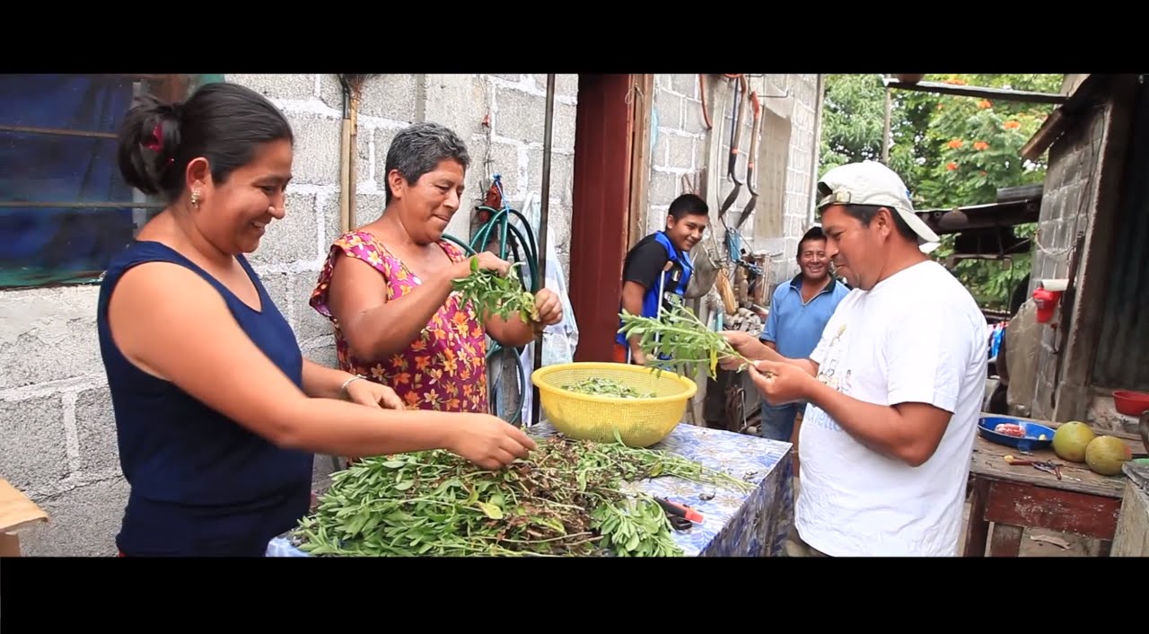 Yo Muevo a México - Prospera, Huertos de Traspatio - YouTube
