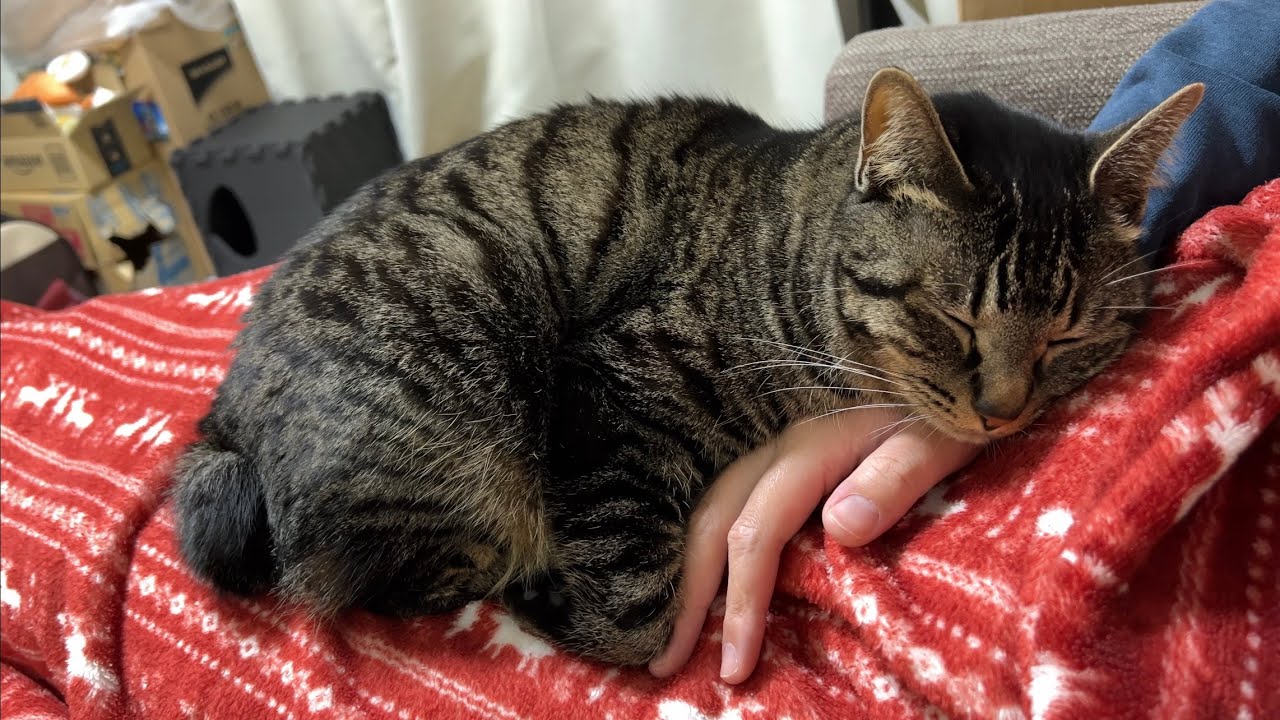 my-cat-sleeping-in-a-precarious-place-youtube