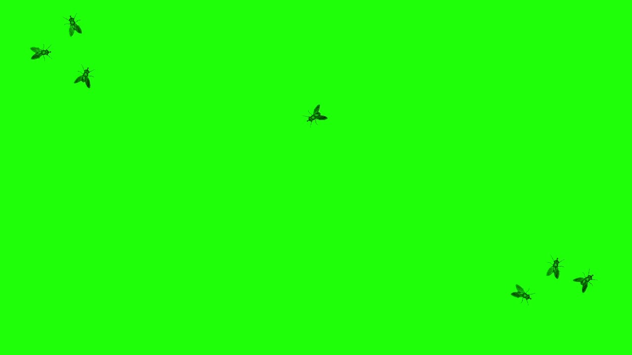 Flies on a Wall Green Screen Animation - YouTube