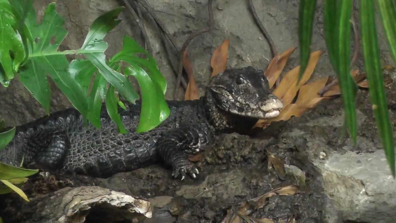 On Location: The Cuvior's Dwarf Caiman - YouTube