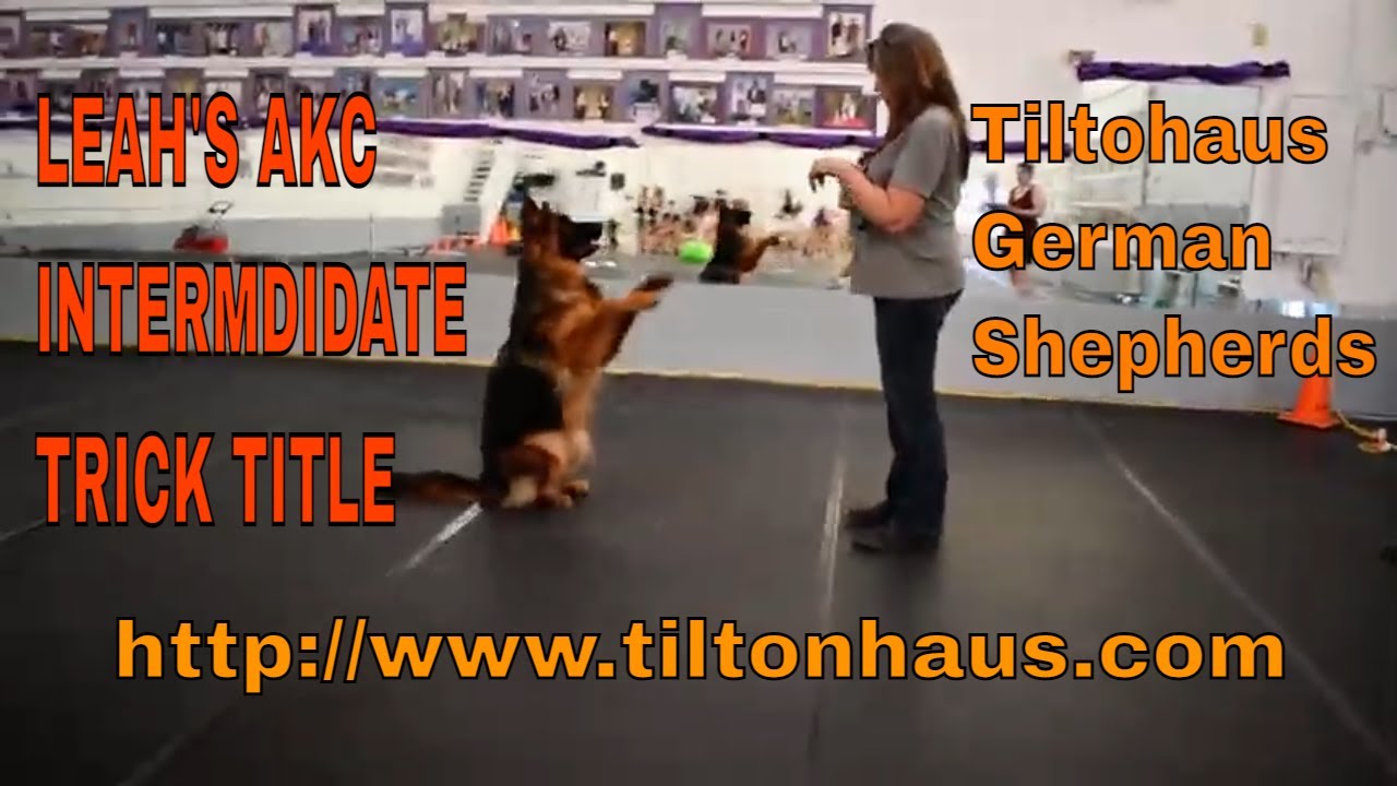 Leah vom Tiltonhaus, doing her AKC Intermediate Tricks. - YouTube