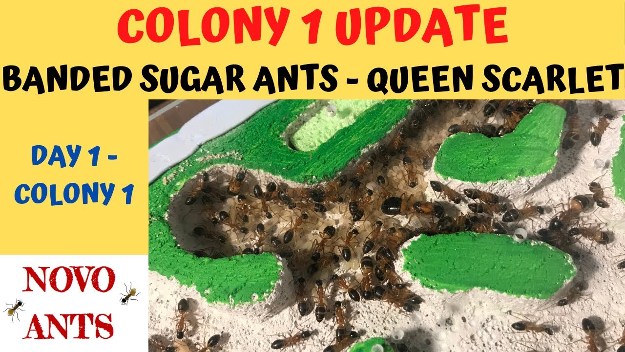 Ant Colony 1 Update - Banded Sugar ants - Queen Scarlet - Day 1 of ...