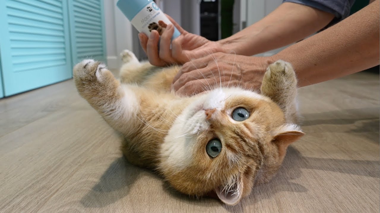 Everything for the health and beauty of cats from Mooncat! - YouTube