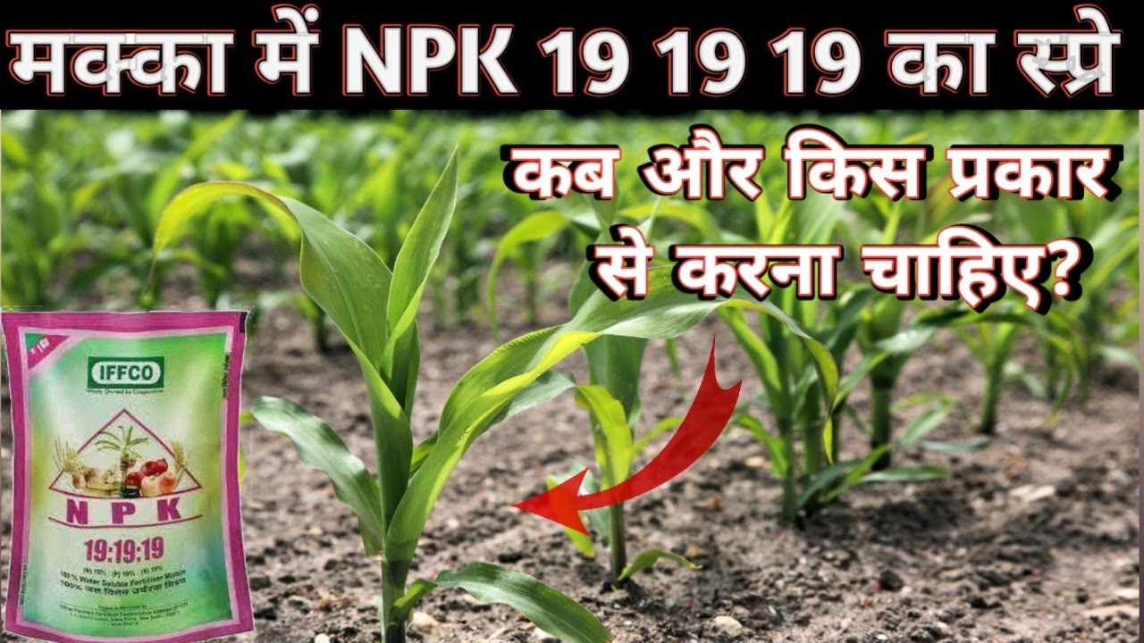 मक्का में NPK 19:19:19 का स्प्रे कब करें | makka ke liye sabse best npk - YouTube